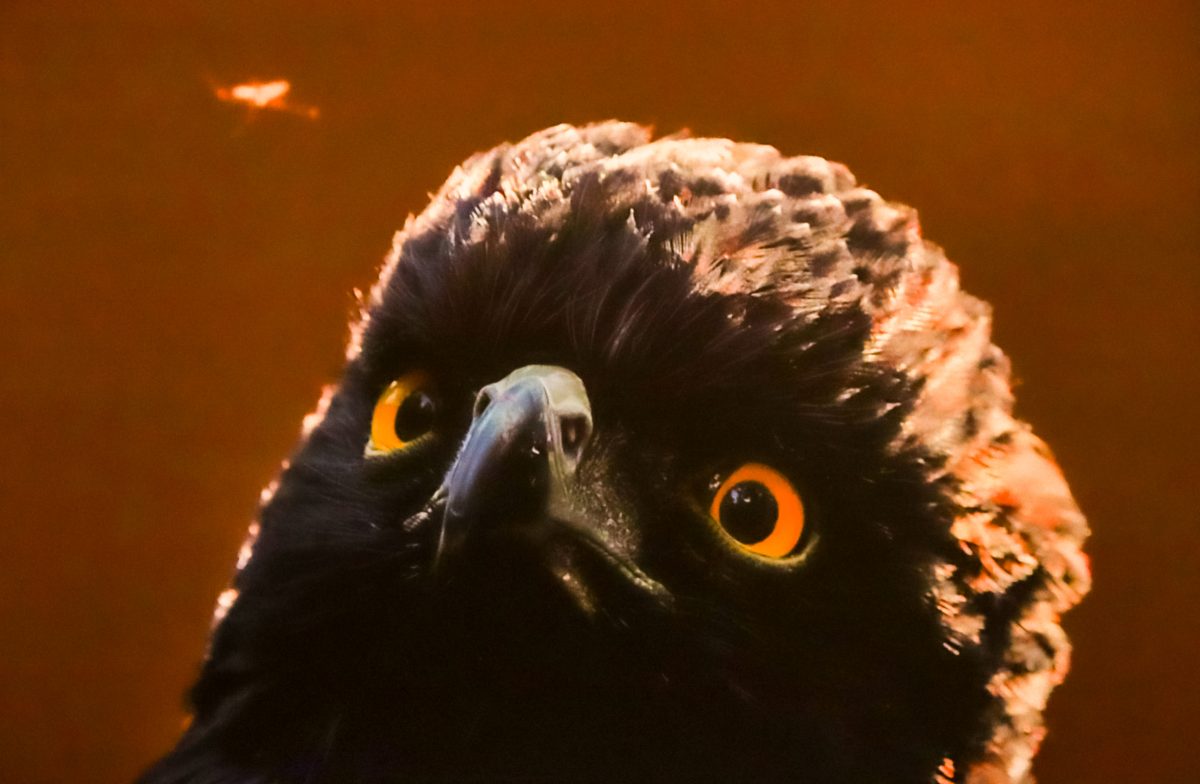 Mosquito (Black Hawk Eagle) - Arts Garage